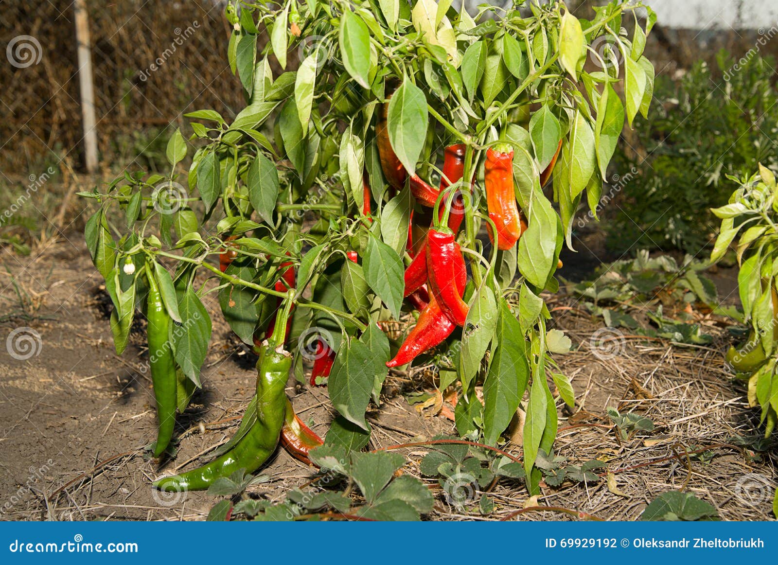 The Fruits of Chilli Growing in the Garden Stock Photo - Image of plant ...