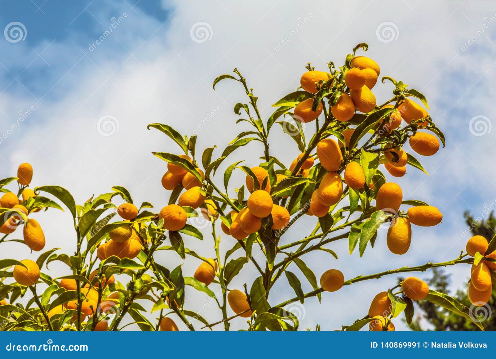 Fruits of Chinese Mandarin Against the Sky Stock Image - Image of ...