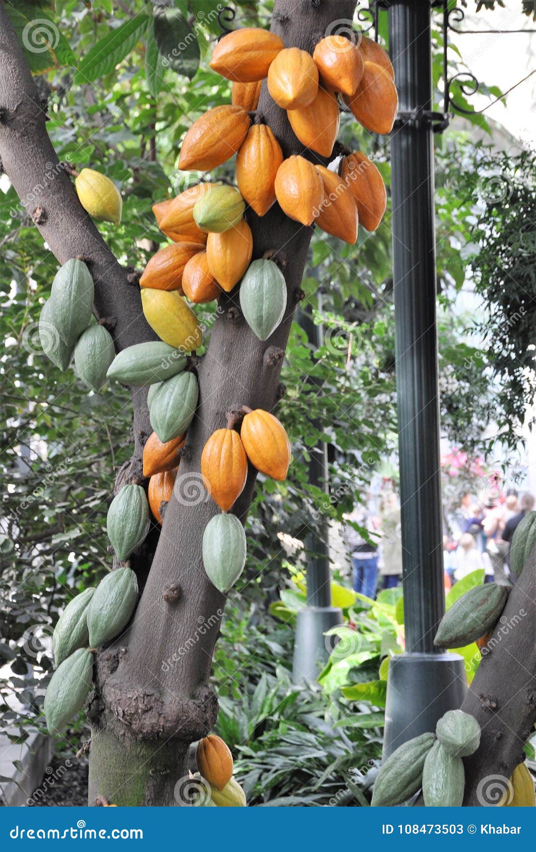 Fruits of a Chocolate Tree. Stock Image - Image of tree, cocoa: 108473503
