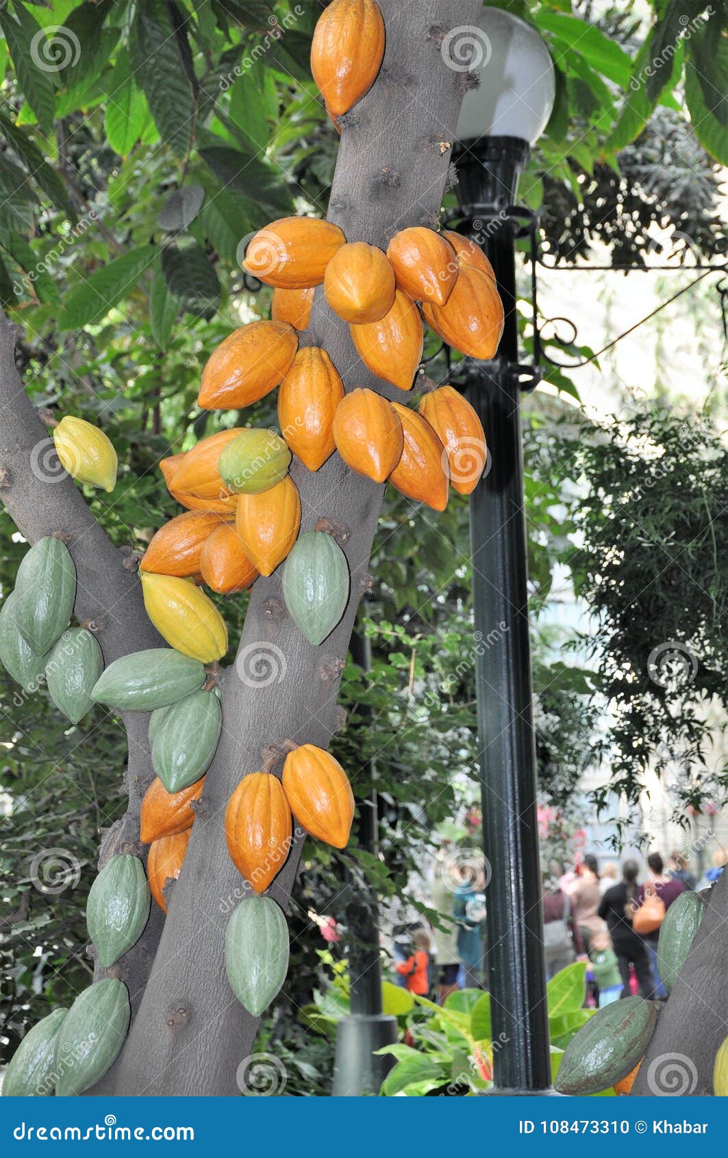 Fruits of a Chocolate Tree. Stock Photo - Image of plantation, fresh ...