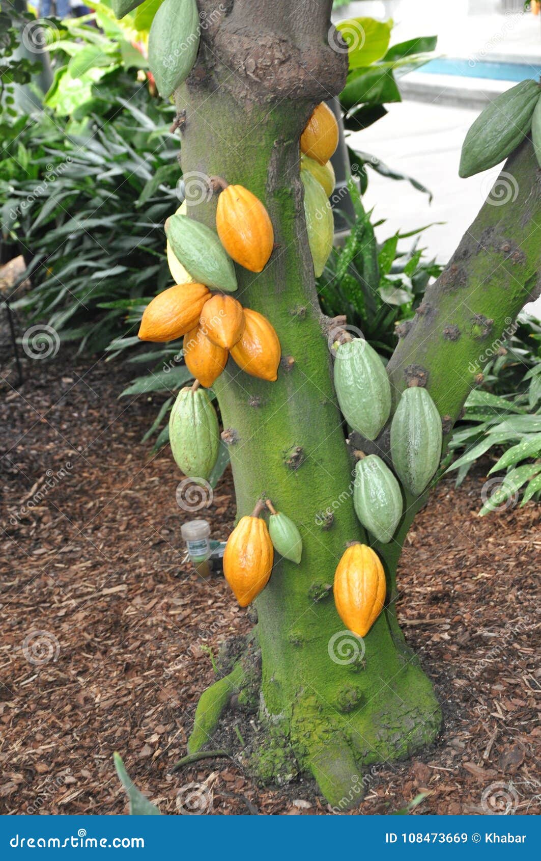 Fruits of a Chocolate Tree. Stock Image - Image of plant, organic ...