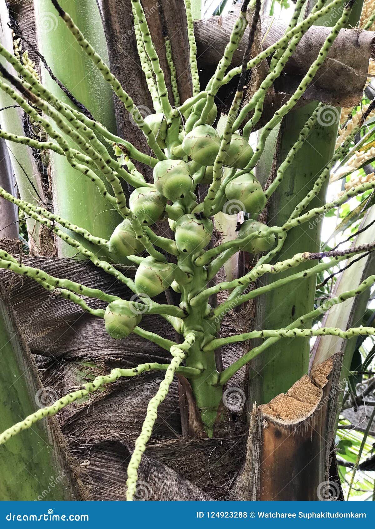 Fruits of Coconut tree. stock photo. Image of hawaii - 124923288