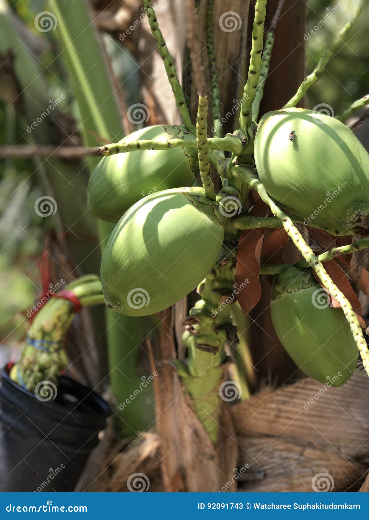 Fruits of Coconut tree. stock image. Image of bright - 92091743