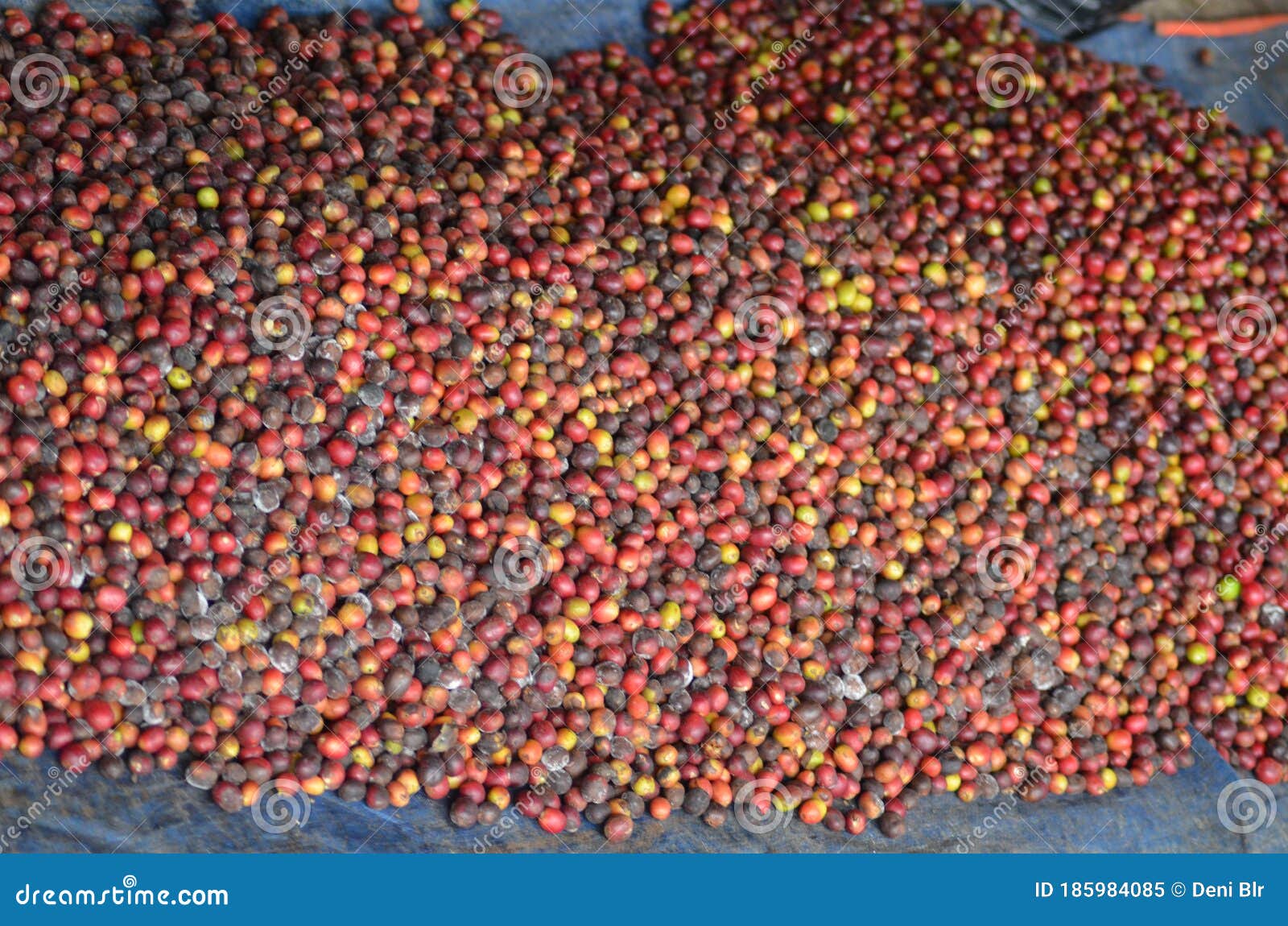 Fruits of the Cofee Tree before Drying. Stock Image - Image of drink ...