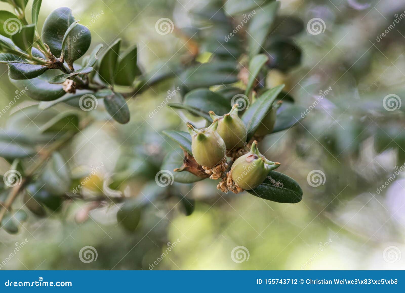 Fruits of a Common Box, Buxus Sempervirens Stock Photo - Image of ...