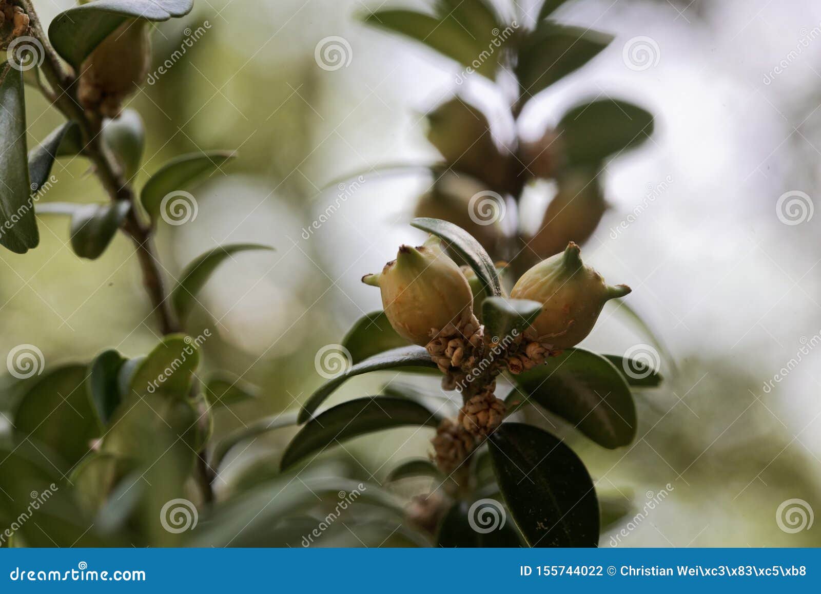 Fruits of a Common Box, Buxus Sempervirens Stock Photo - Image of ...