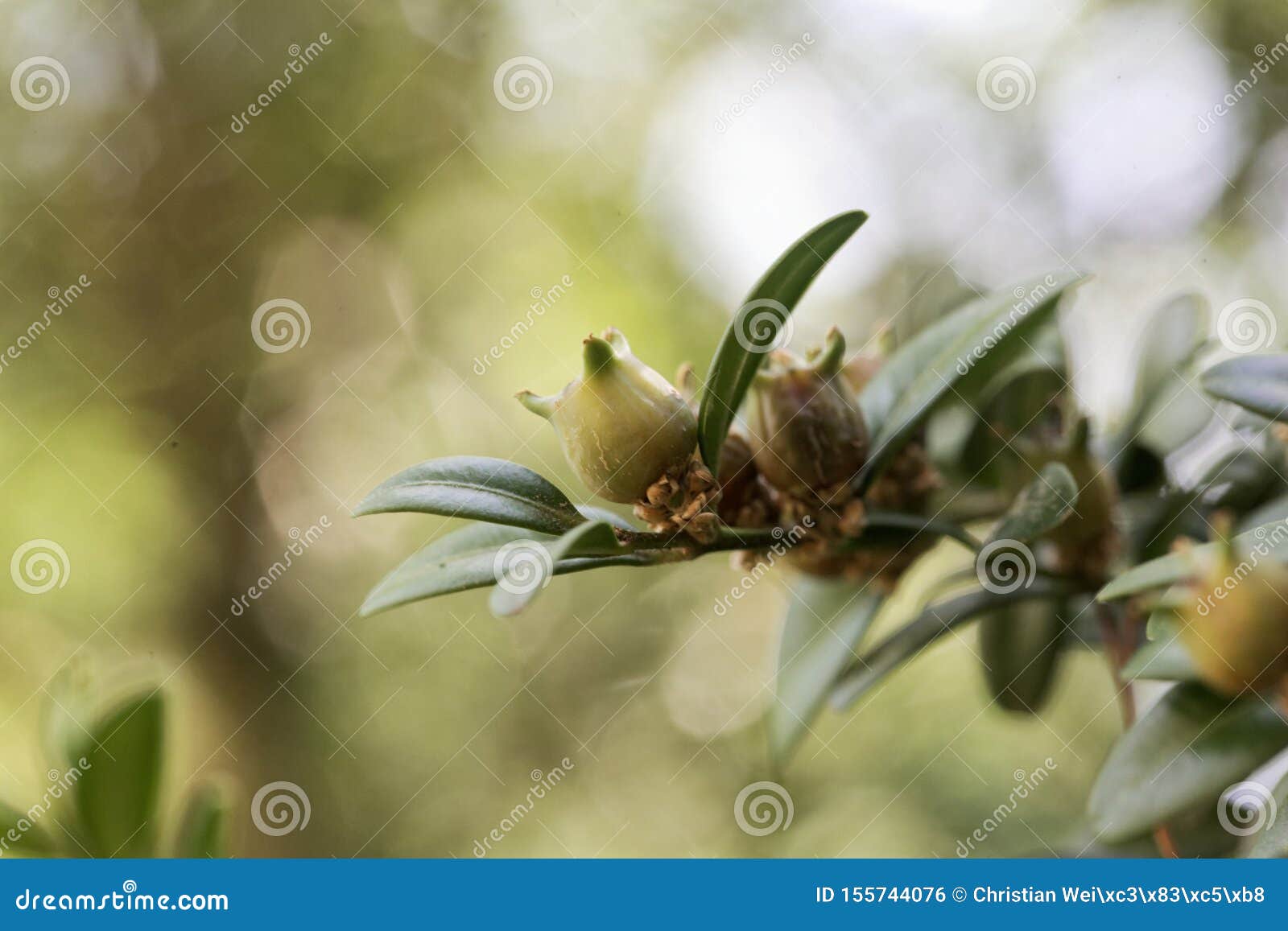 Fruits of a Common Box, Buxus Sempervirens Stock Photo - Image of ...