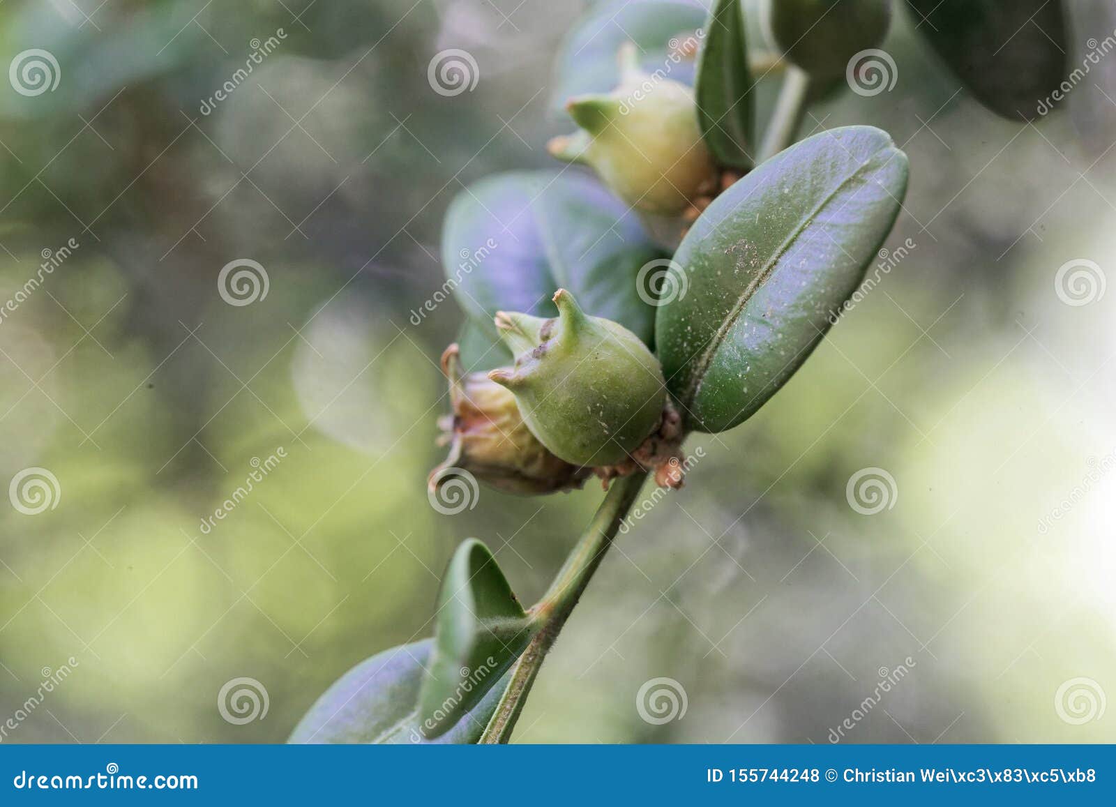 Fruits of a Common Box, Buxus Sempervirens Stock Photo - Image of tree ...