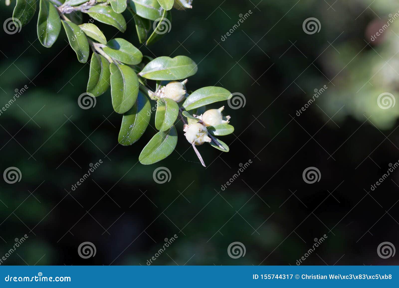 Fruits of a Common Box, Buxus Sempervirens Stock Image - Image of ...