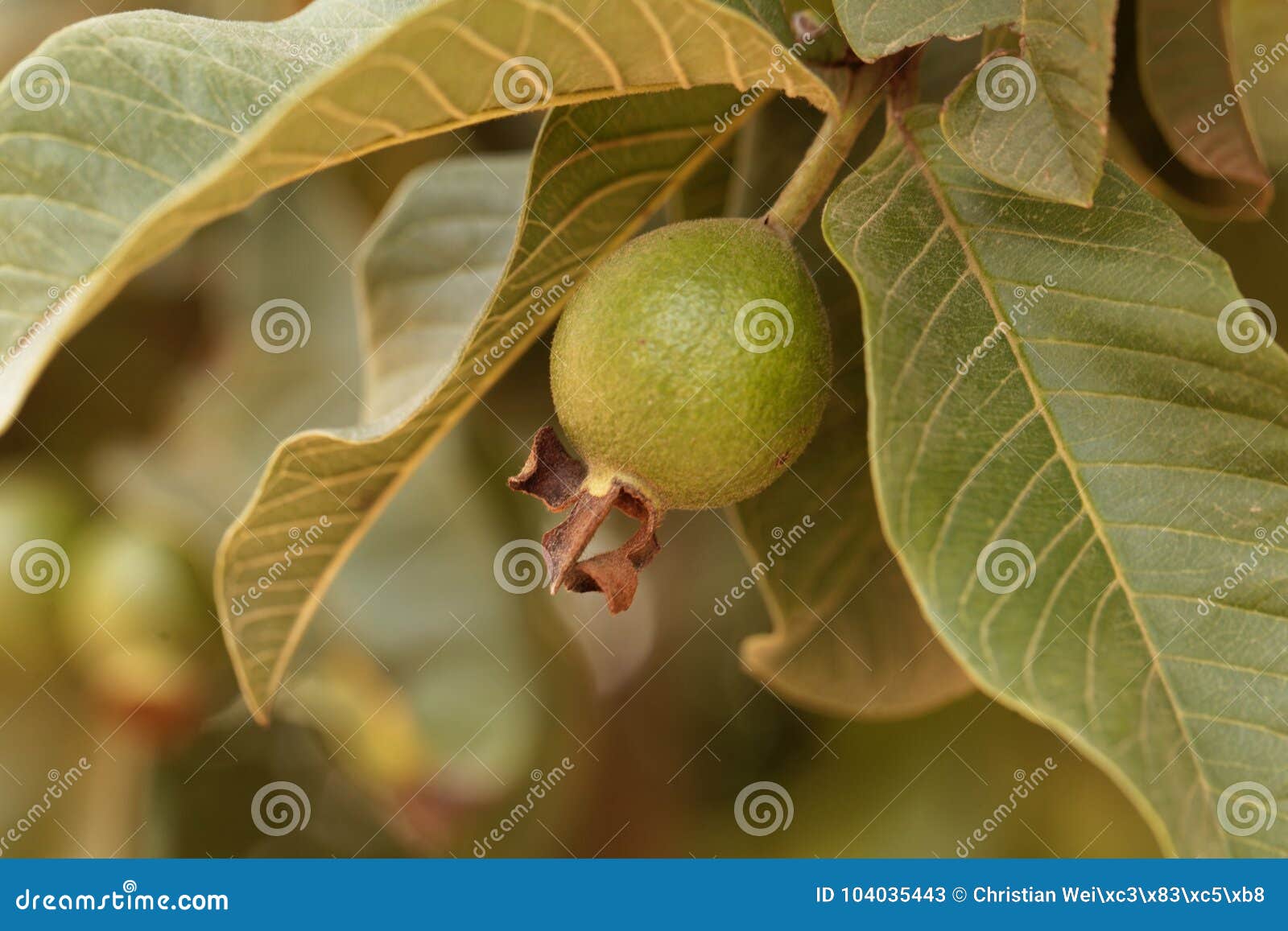 Fruits of a Common Guava stock image. Image of nutrition - 104035443