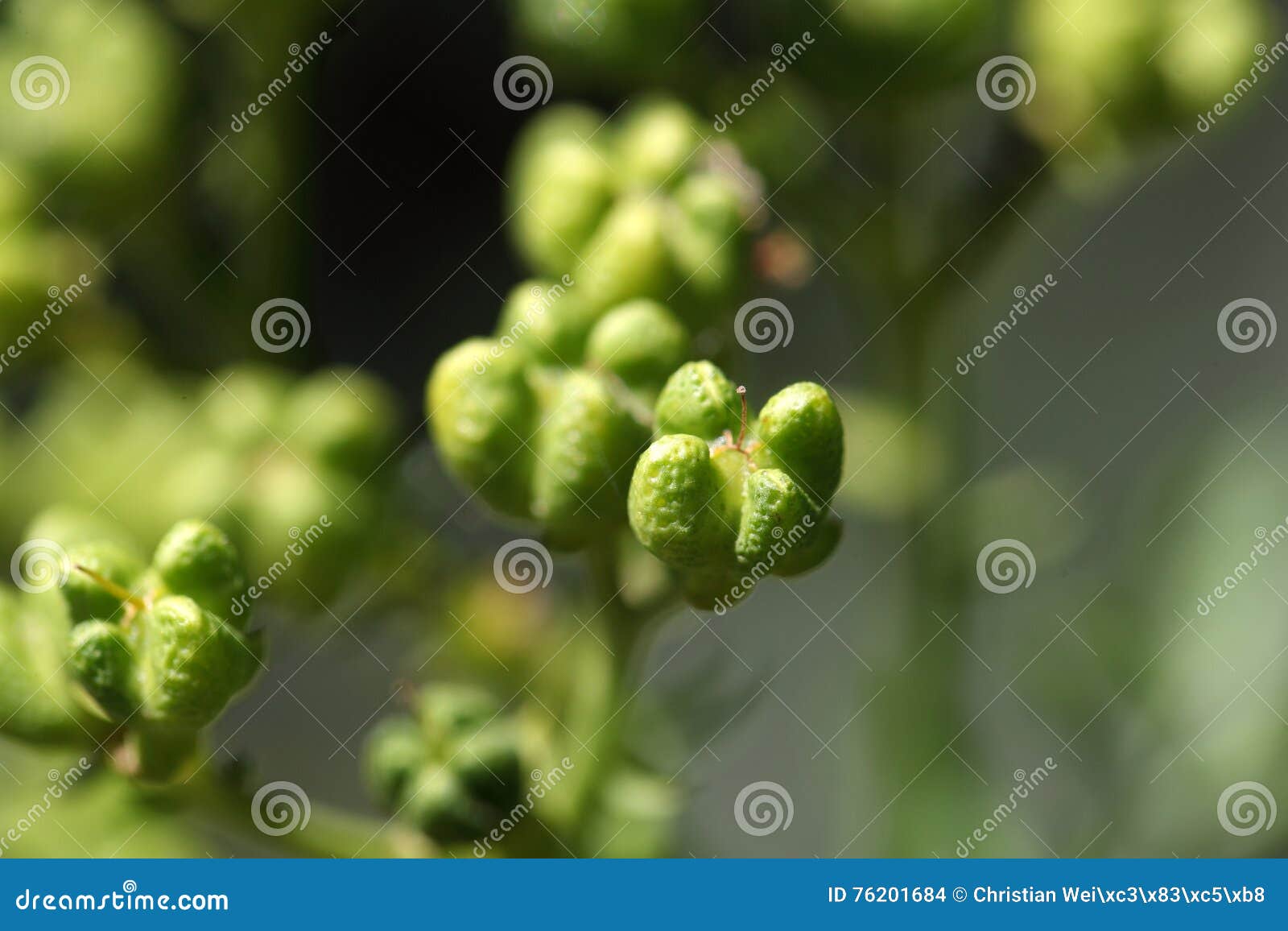 Fruits of a common rue stock photo. Image of graveolens - 76201684