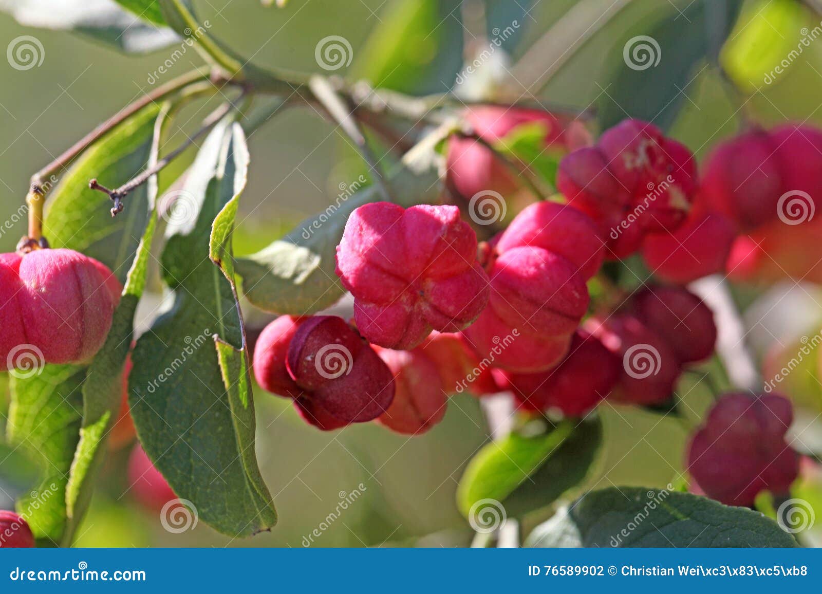 Fruits of a Common Spindle Bush Stock Photo - Image of plant, herb ...