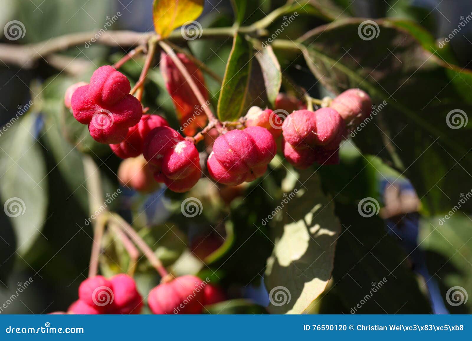 Fruits of a Common Spindle Bush Stock Photo - Image of bush, tree: 76590120