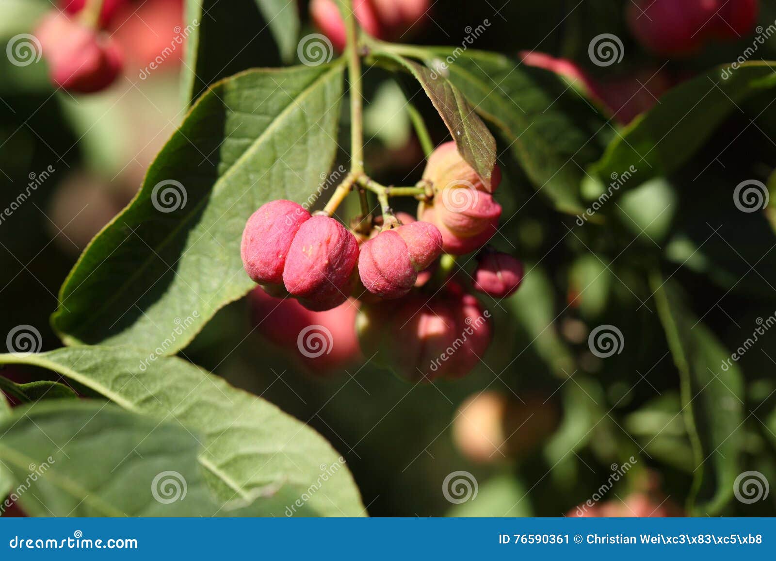Fruits of a Common Spindle Bush Stock Image - Image of garden, herb ...
