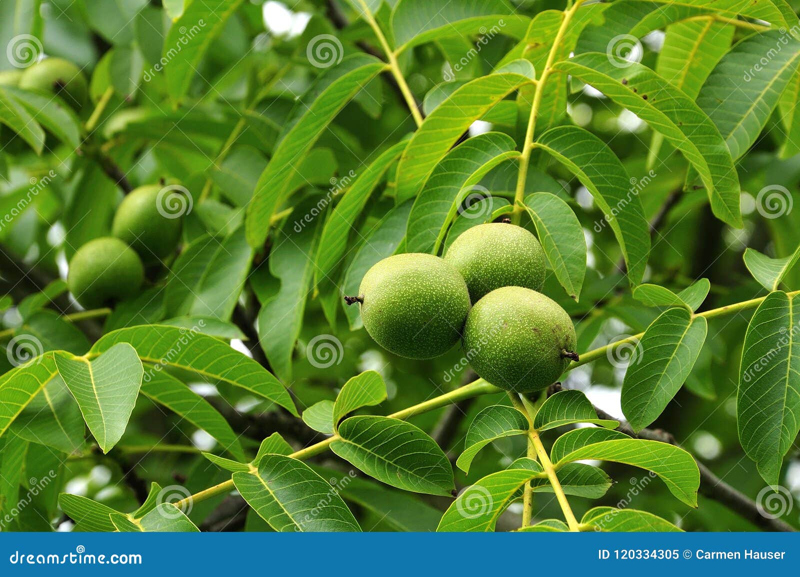 Fruits of a Common Walnut in Growth Stock Image - Image of fruit ...