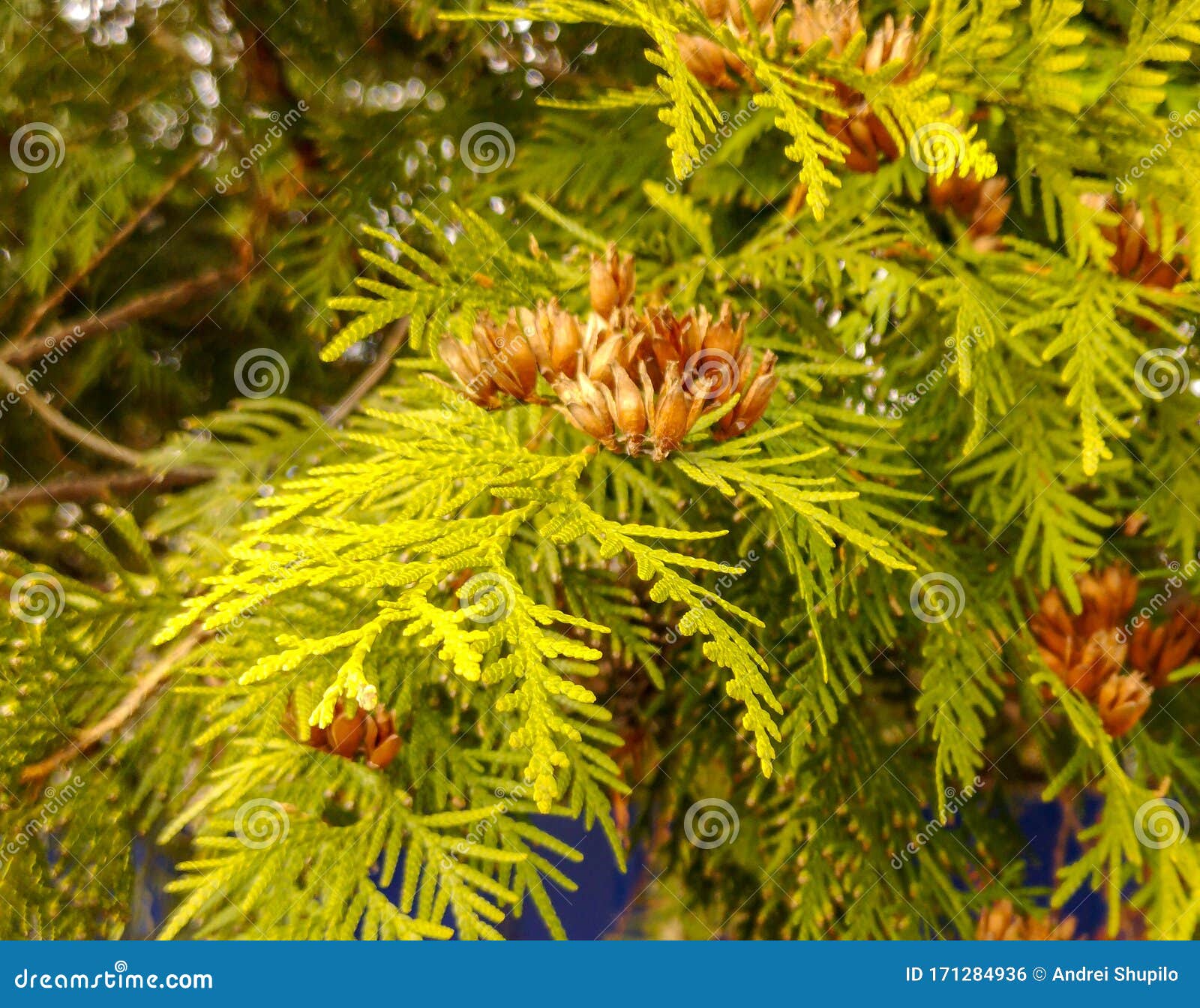 Fruits on Conifer Branches in Nature Stock Photo - Image of green ...