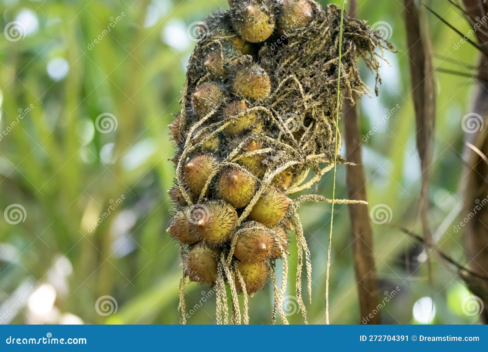 Coquillo Stock Photos - Free & Royalty-Free Stock Photos from Dreamstime