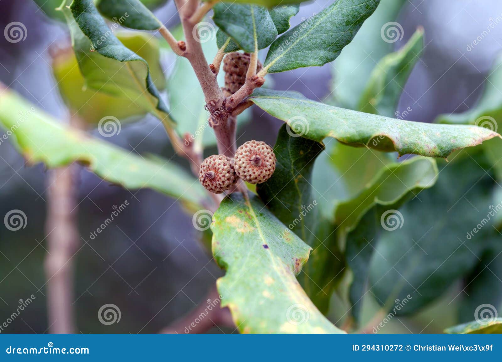 Fruits of a Cork Oak, Quercus Suber Stock Photo - Image of leaf, crop ...