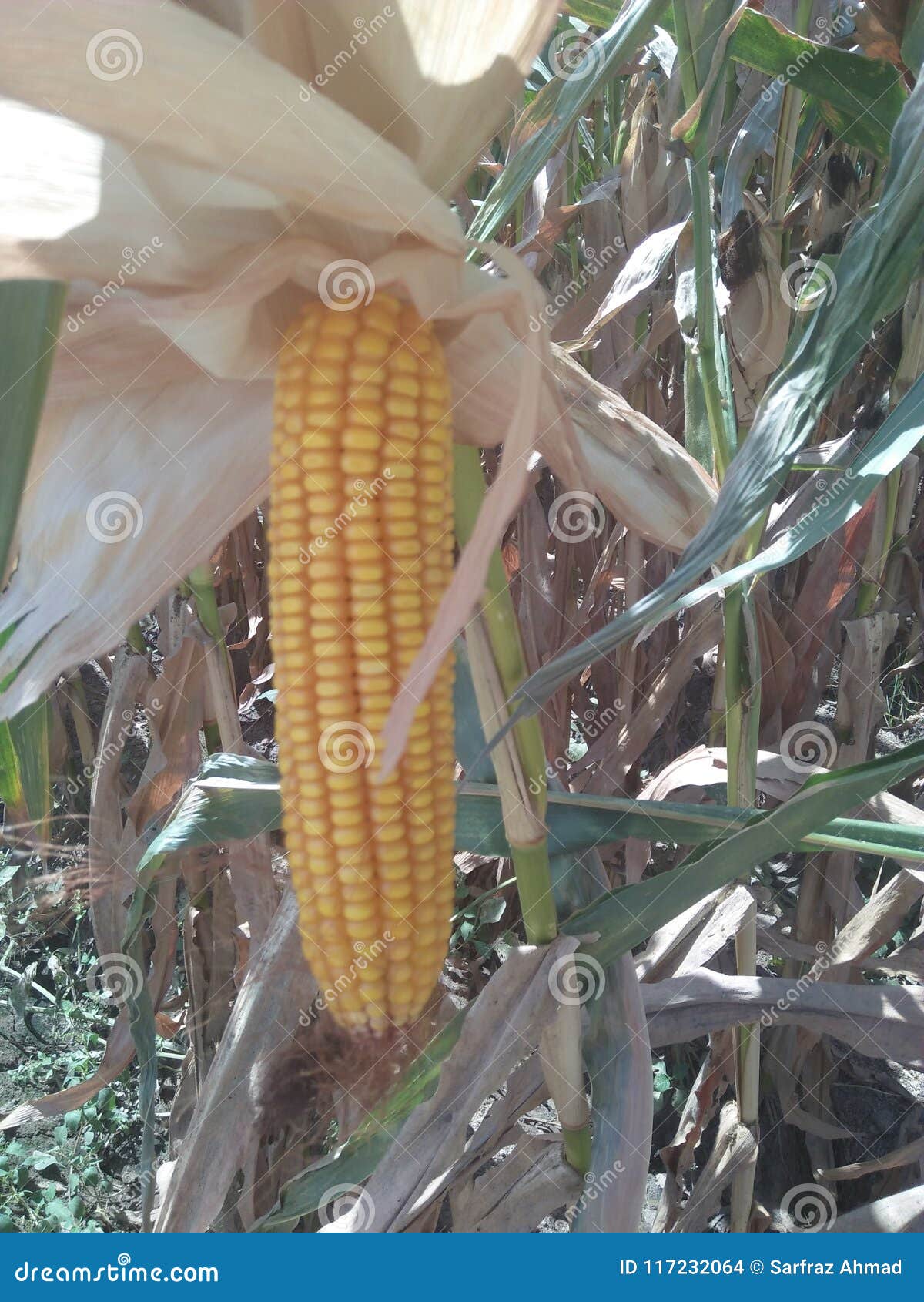 CORN KERNALS stock photo. Image of kernals, fruits, endosperm - 117232064
