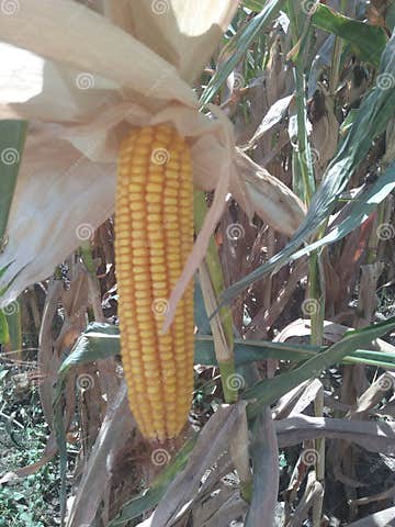 CORN KERNALS stock photo. Image of kernals, fruits, endosperm - 117232064