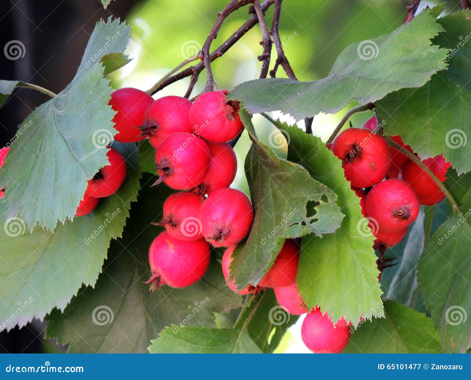 Fruits of Crataegus Oxyacantha Stock Image - Image of green, fruits ...