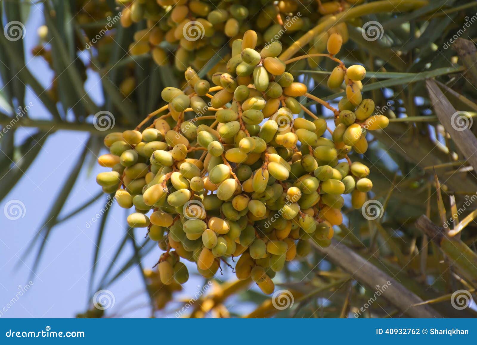 Fruits Crus De Palmier Dattier Photo stock - Image du arbres ...