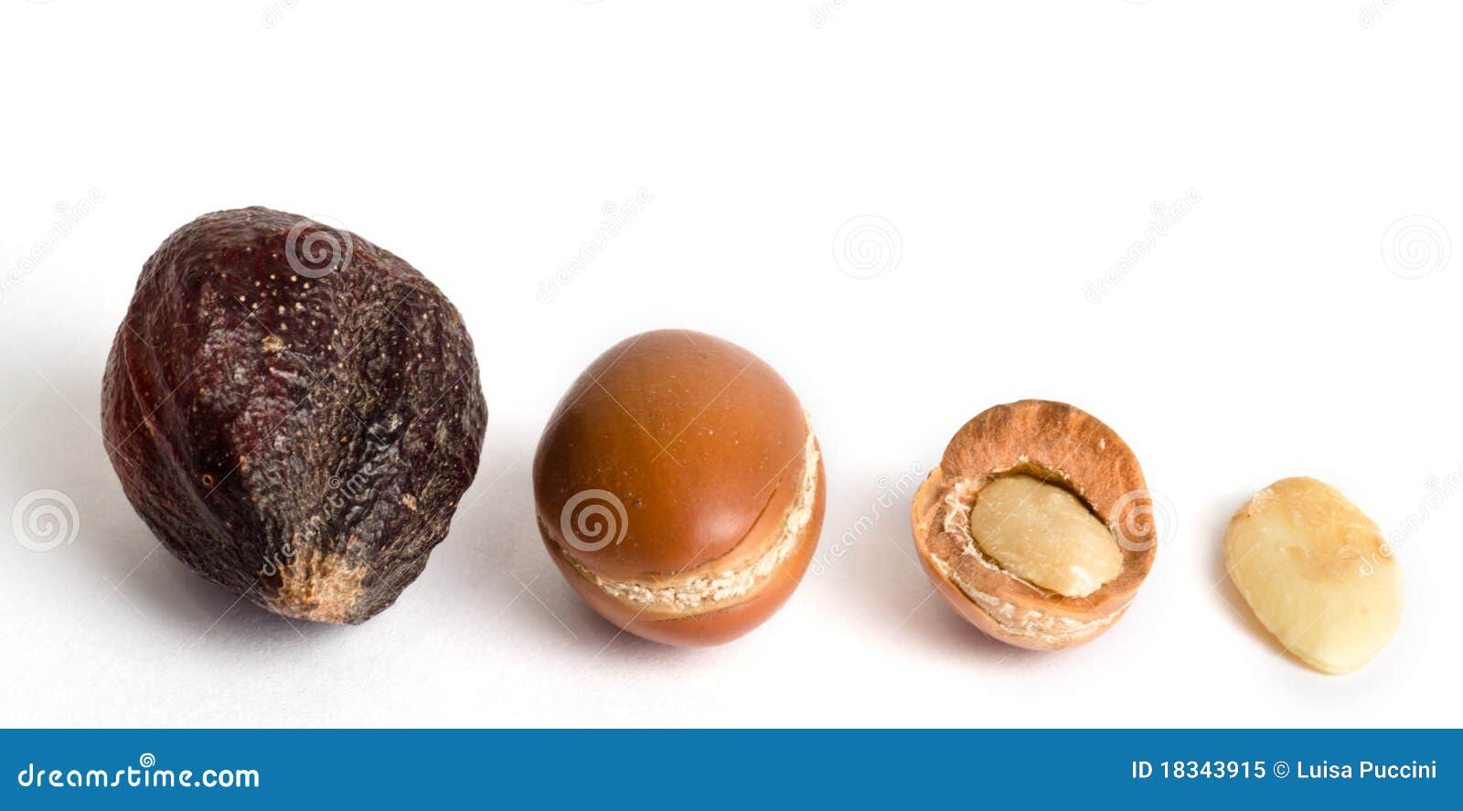 Fruits d'argan image stock. Image du fuselage, graine - 18343915