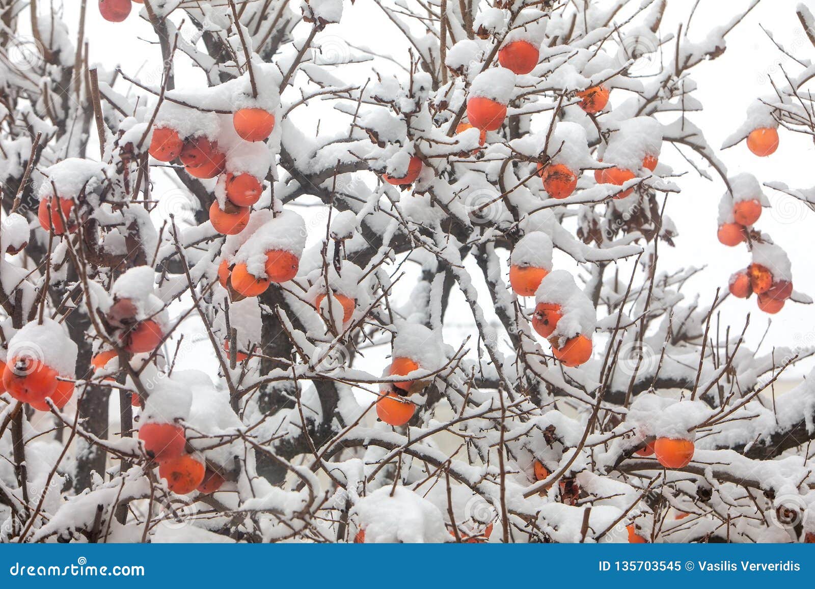 Fruits of Date Plum Tree or Diospyros Lotus Stock Image - Image of ...
