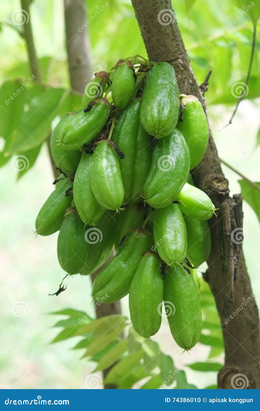 Fruits de Bilimbi photo stock. Image du herbal, oseille - 74386010