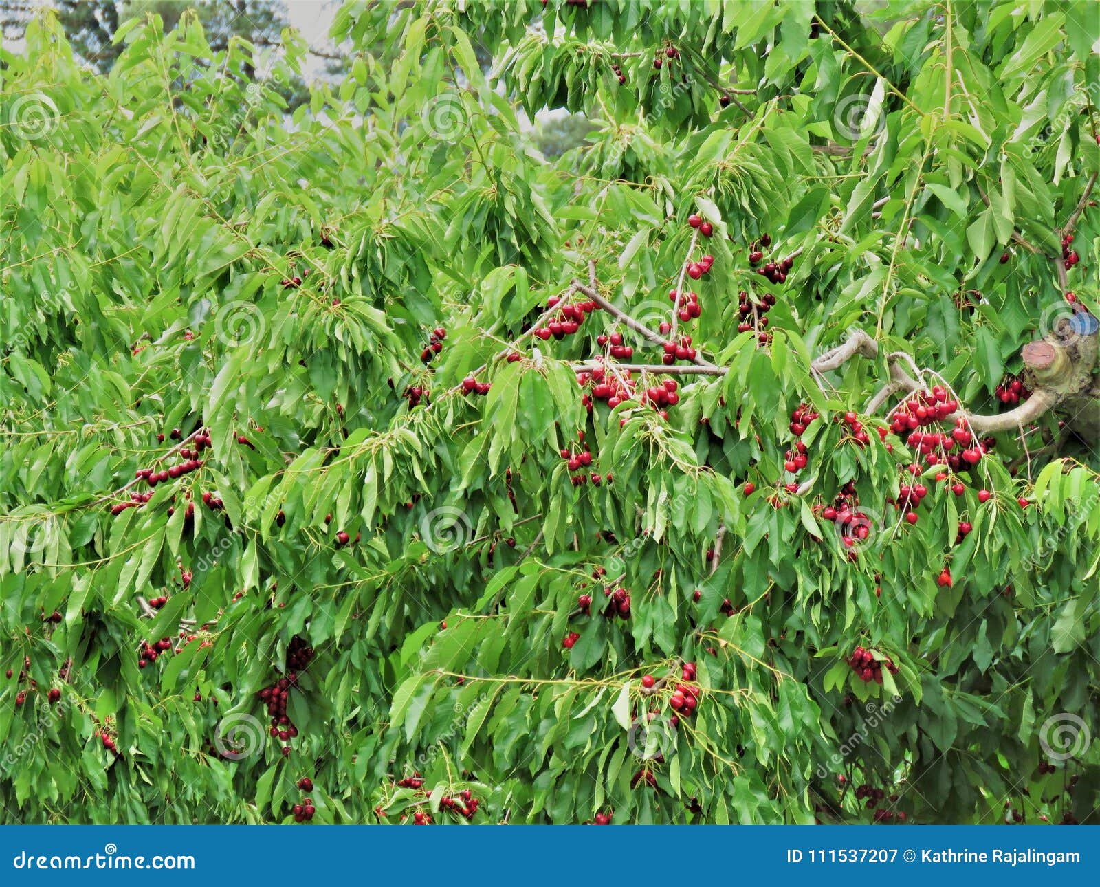 Fruits De Cerise Dans L'arbre Image stock - Image du zélande ...