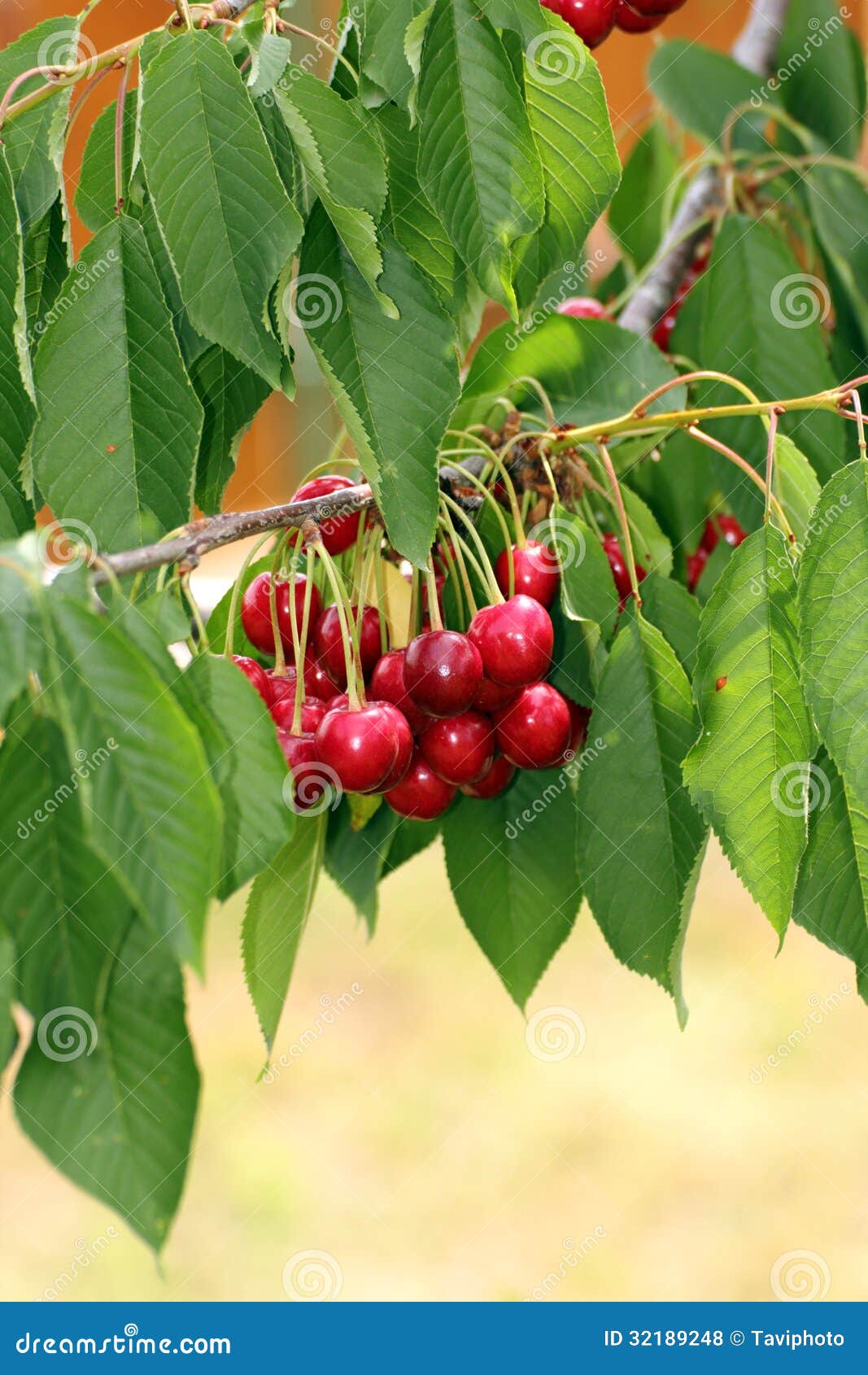 Fruits De Cerise Dans L'arbre Photo stock - Image du lames, groupe ...