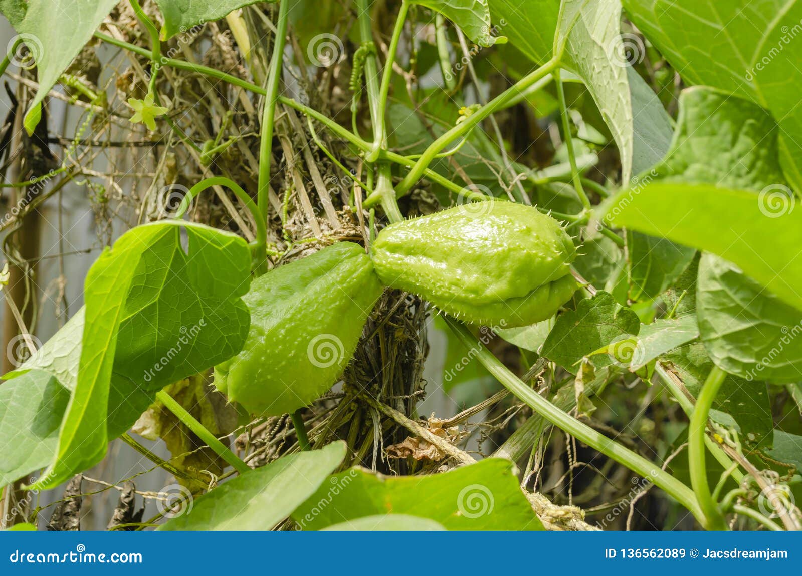 Fruits De Chayote Sur La Vigne Image stock - Image du fruits ...