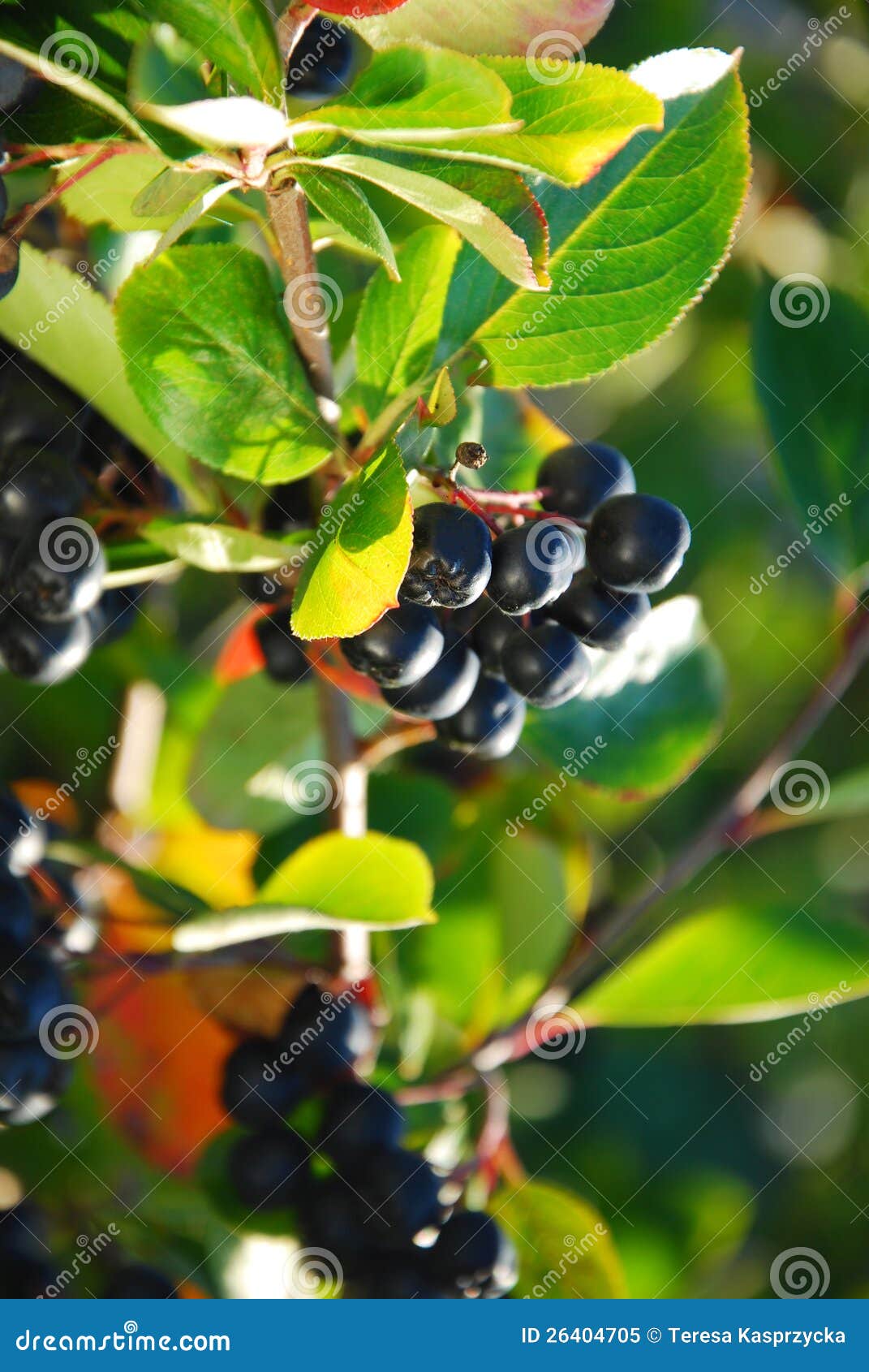Fruits De Chokeberry Noir (aronia) Image stock - Image du été, buisson ...