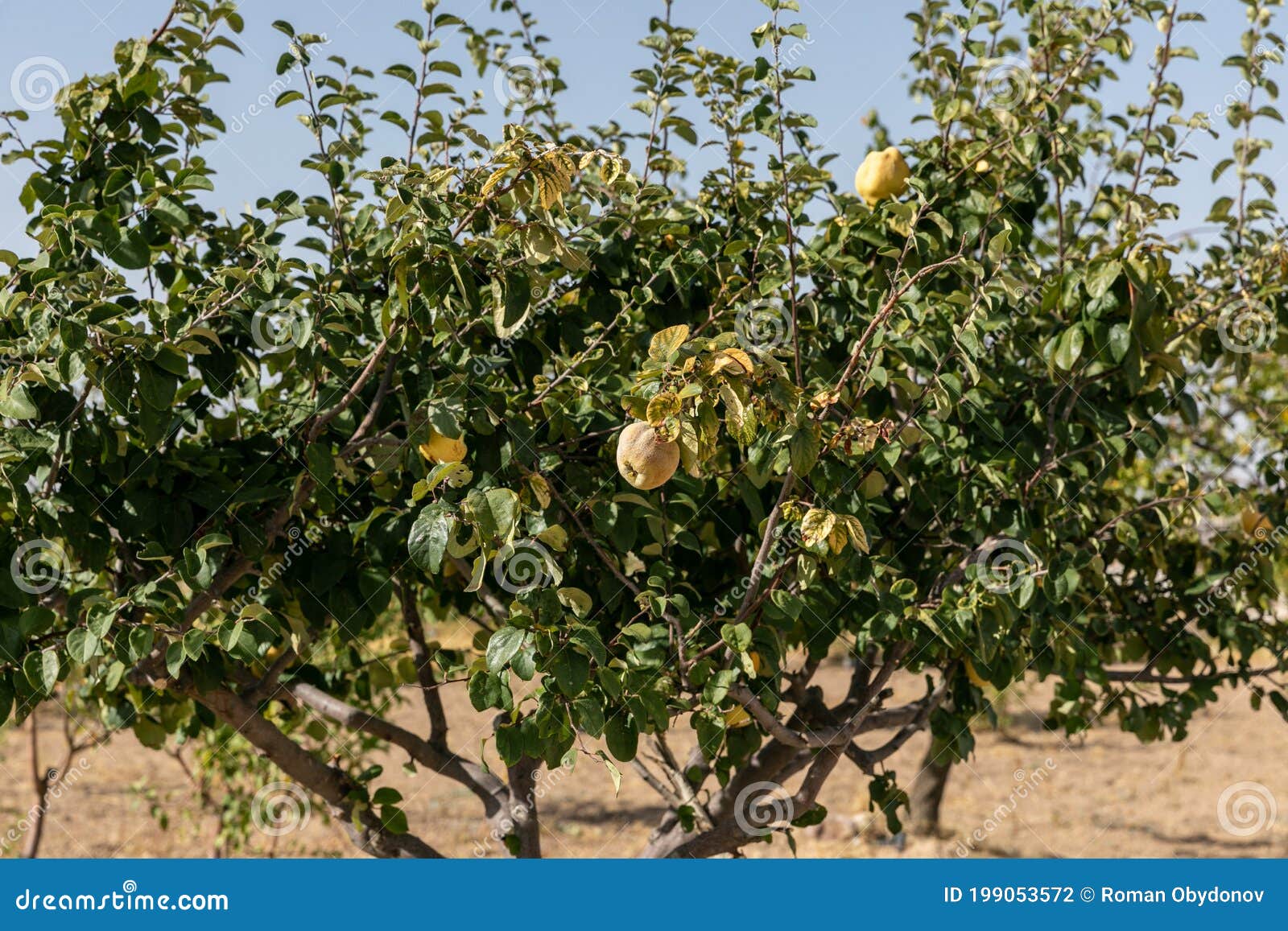 Fruits De Coing Sur La Couronne D'un Arbre Photo stock - Image du ...