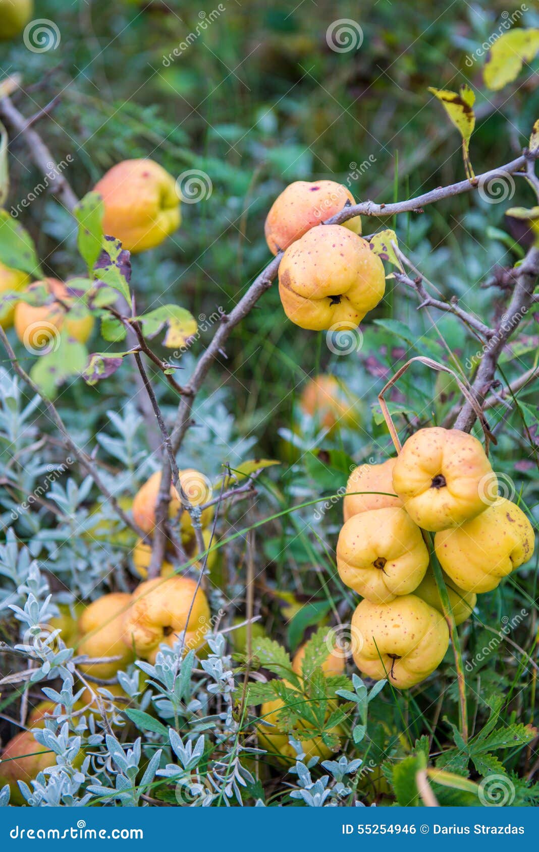 Fruits de coings photo stock. Image du coings, mûr, buisson - 55254946