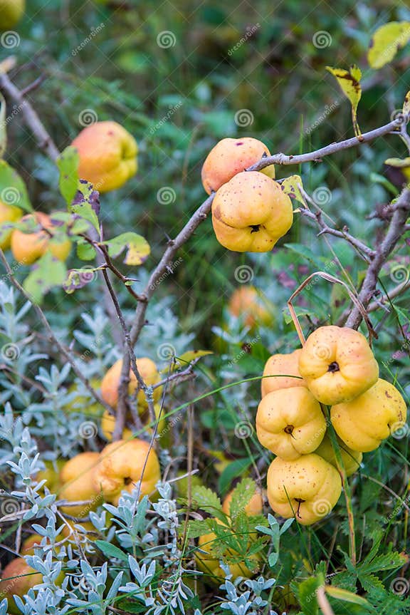 Fruits de coings photo stock. Image du coings, mûr, buisson - 55254946