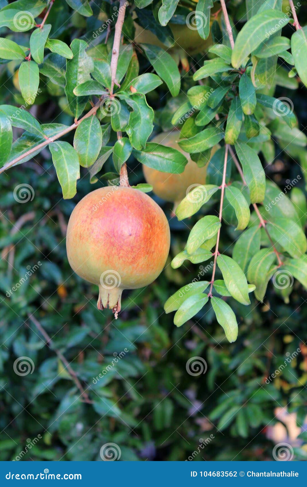 Fruits De Grenade Sur L'arbre Photo stock - Image du fruits, nutrition ...