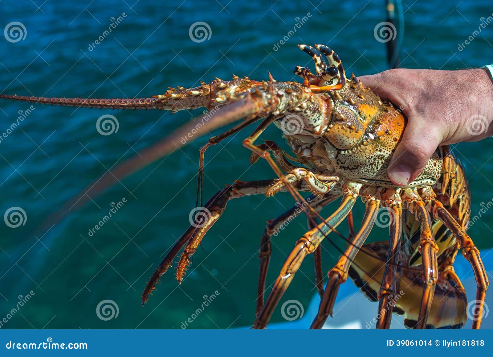 Fruits De Mer De L'eau De Homards Photo stock - Image du préparé ...