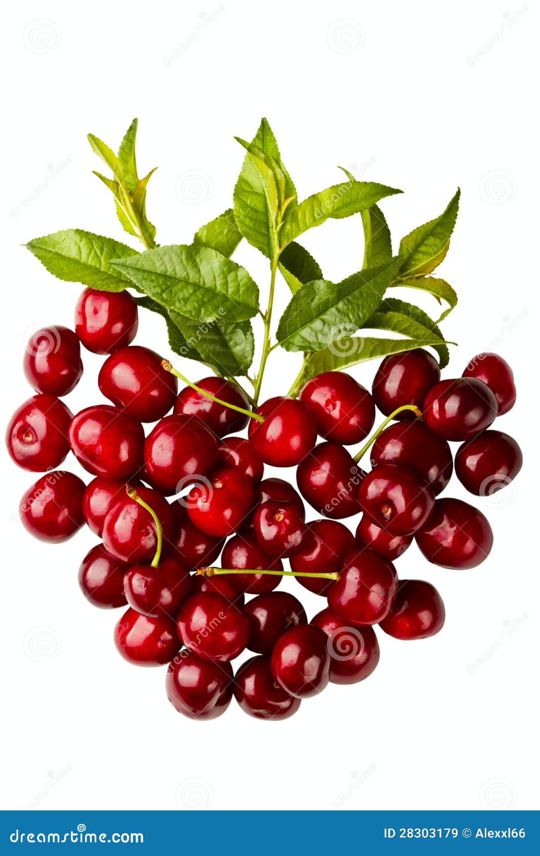 Fruits de merise image stock. Image du nourriture, rouge - 28303179