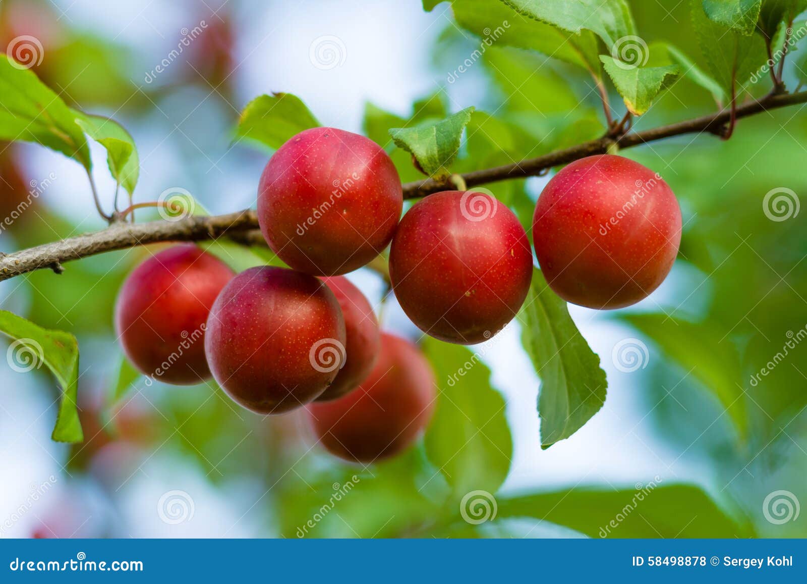 Fruits de prune sauvage photo stock. Image du manger - 58498878