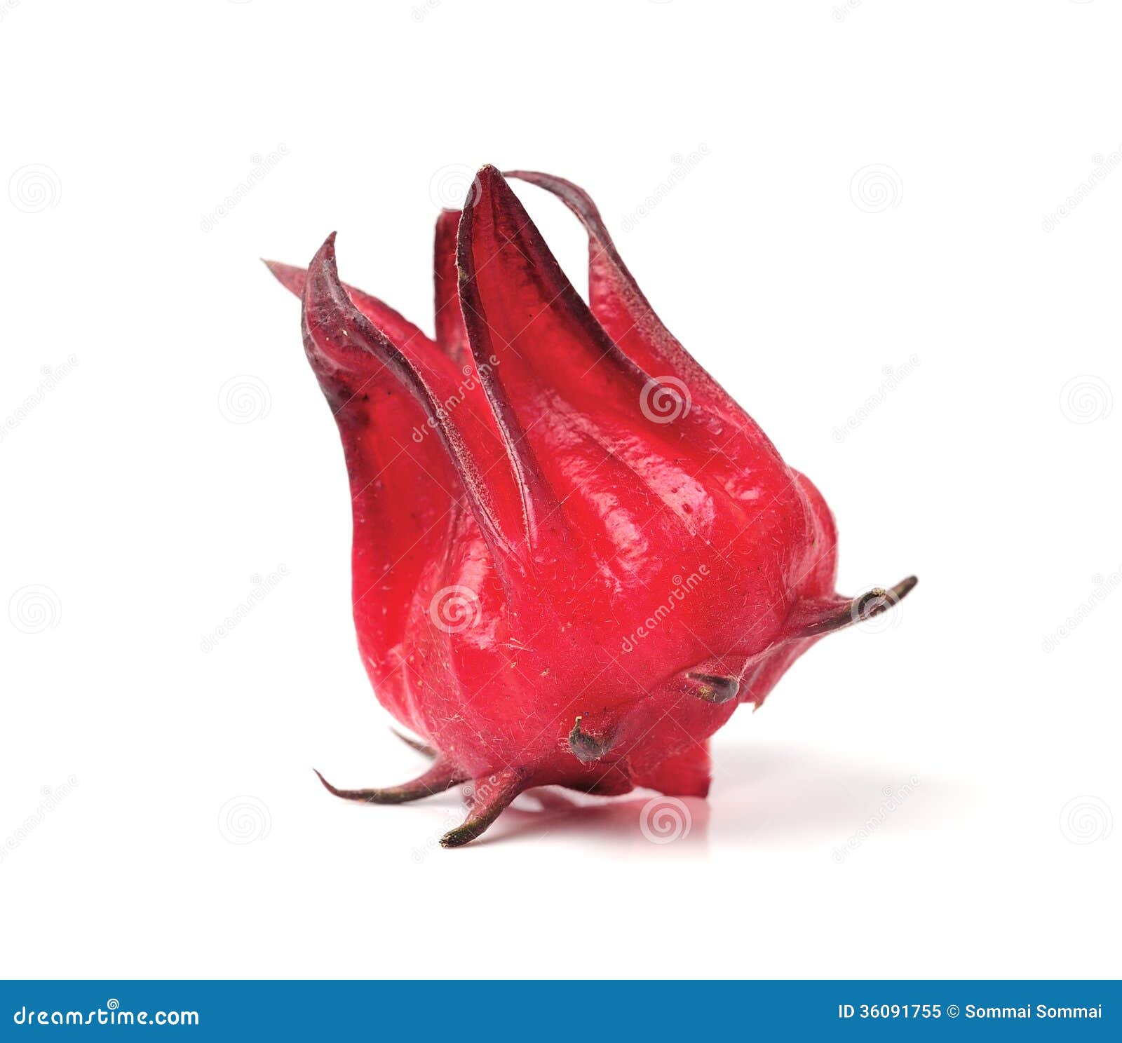 Fruits De Sabdariffa Ou De Roselle De Ketmie Image stock - Image du ...