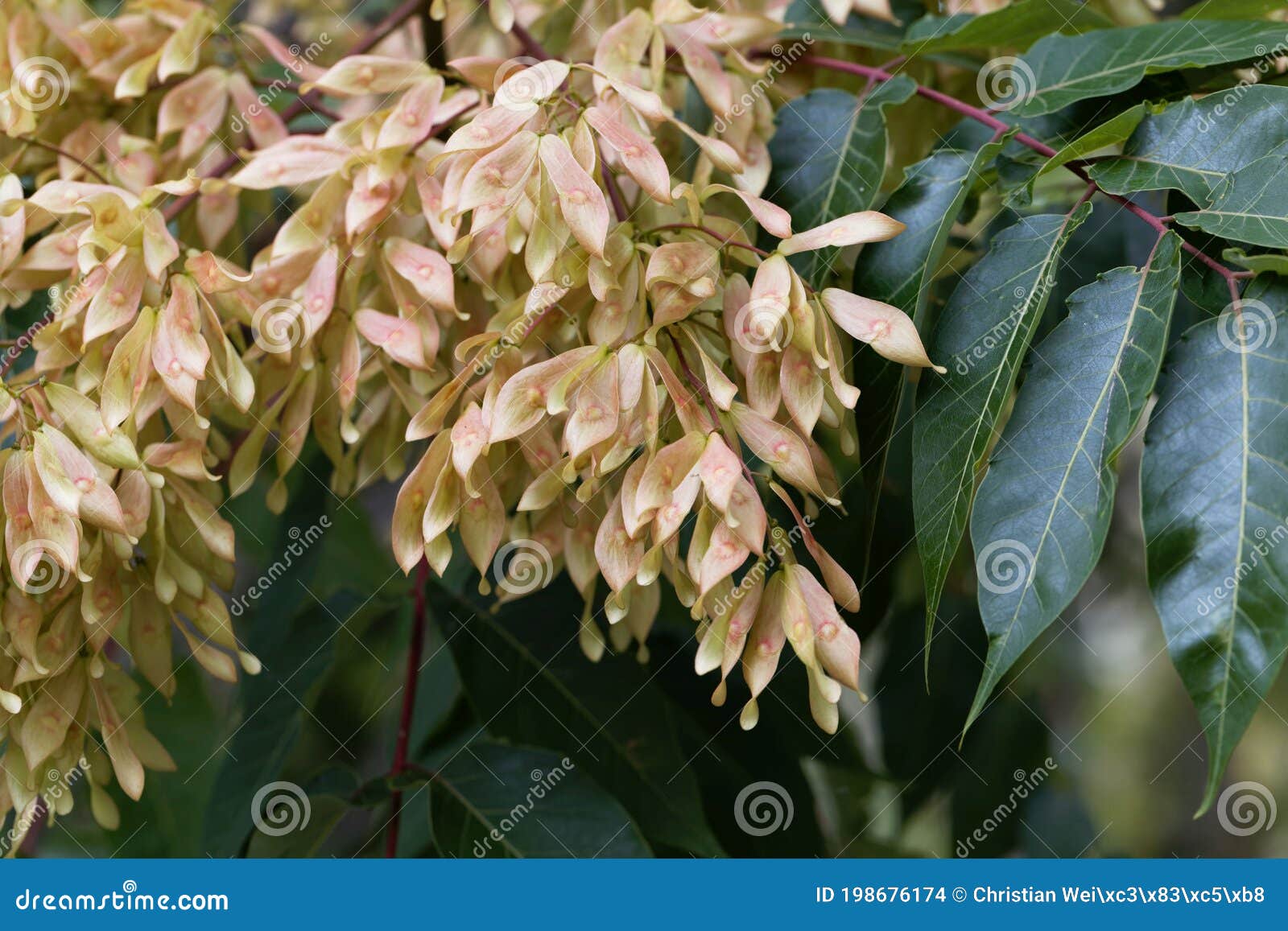 Fruits of a European Ash, Fraxinus Excelsior Stock Photo - Image of ...