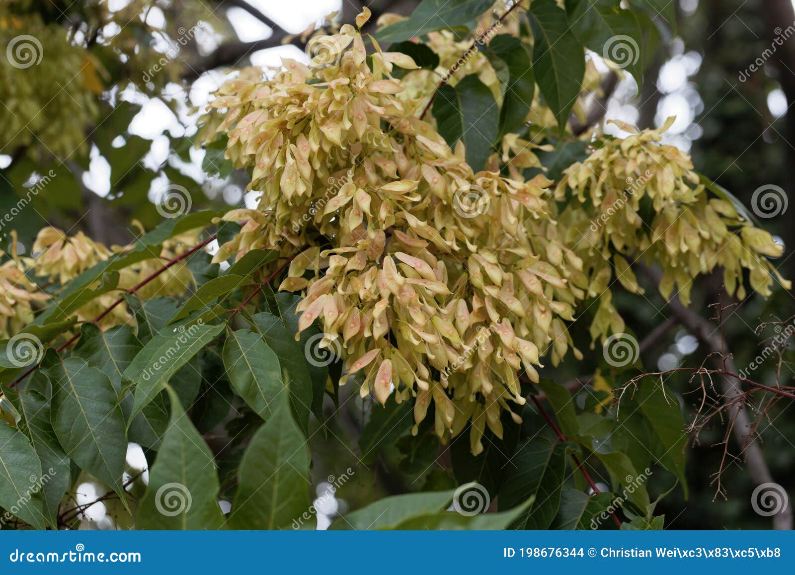 Fruits of a European Ash, Fraxinus Excelsior Stock Photo - Image of ...
