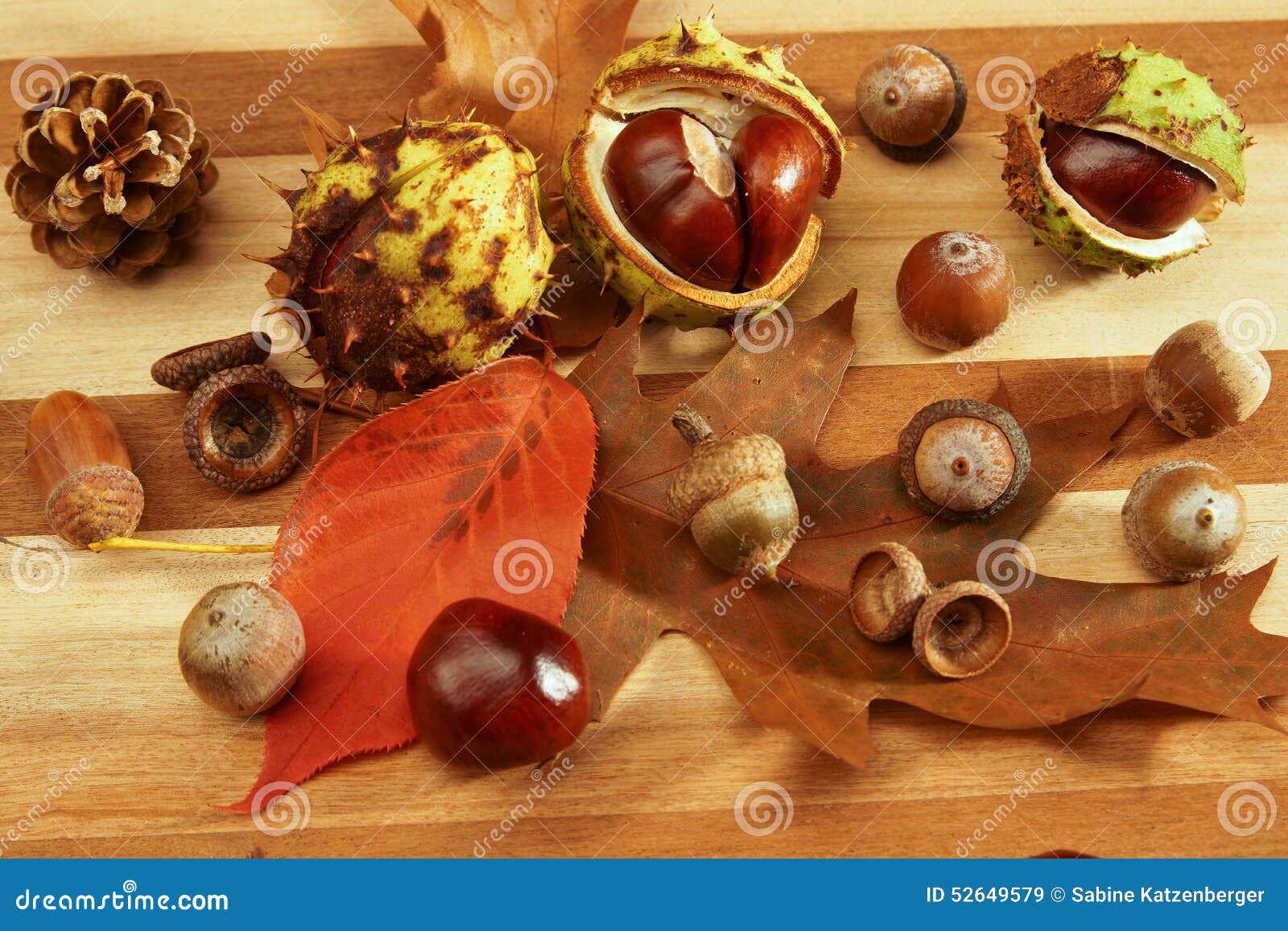 Fruits of fall stock image. Image of outdoors, botanic - 52649579