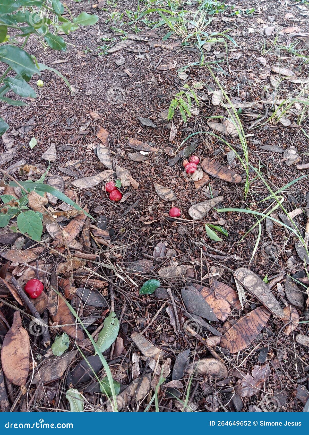 Fruits Fallen To the Ground Stock Photo - Image of garden, tree: 264649652