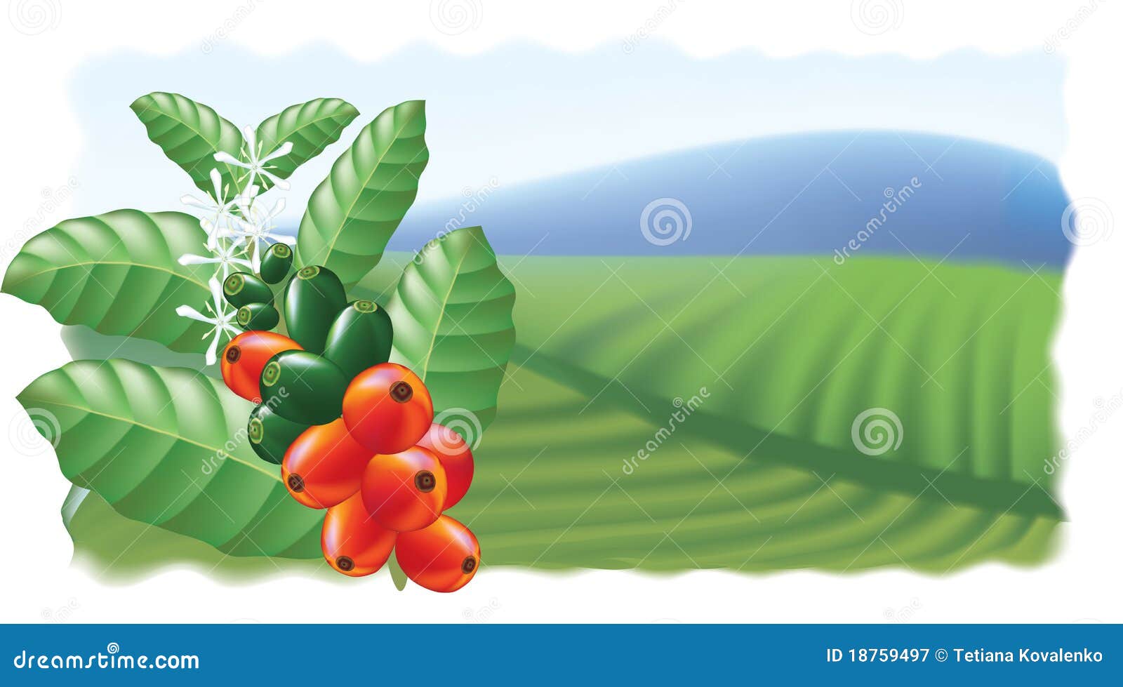 Coffee Tree Branch Vector Illustration. Vintage Coffee Background. Hand ...