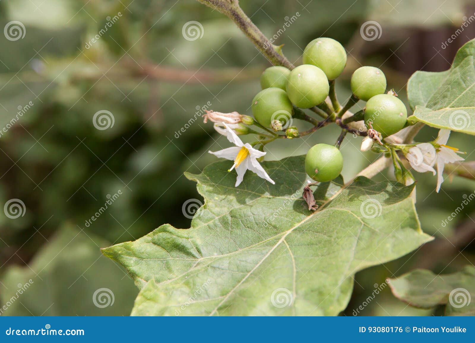 Fruits and Flowers Turkey Berry Stock Photo - Image of fresh, natural ...