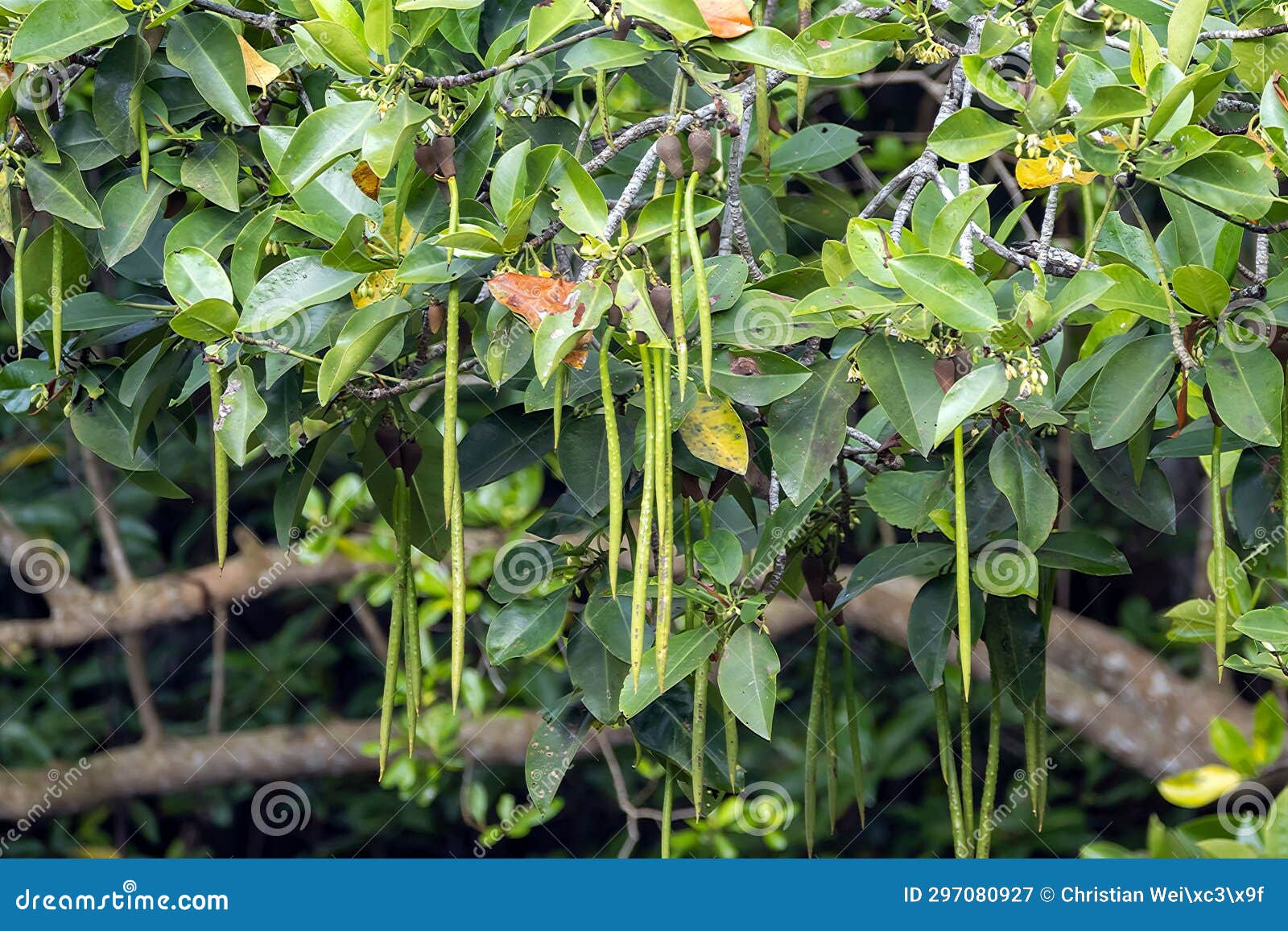 Fruits and Foliage of a Red Mangrove, Rhizophora Mucronata Stock Image ...