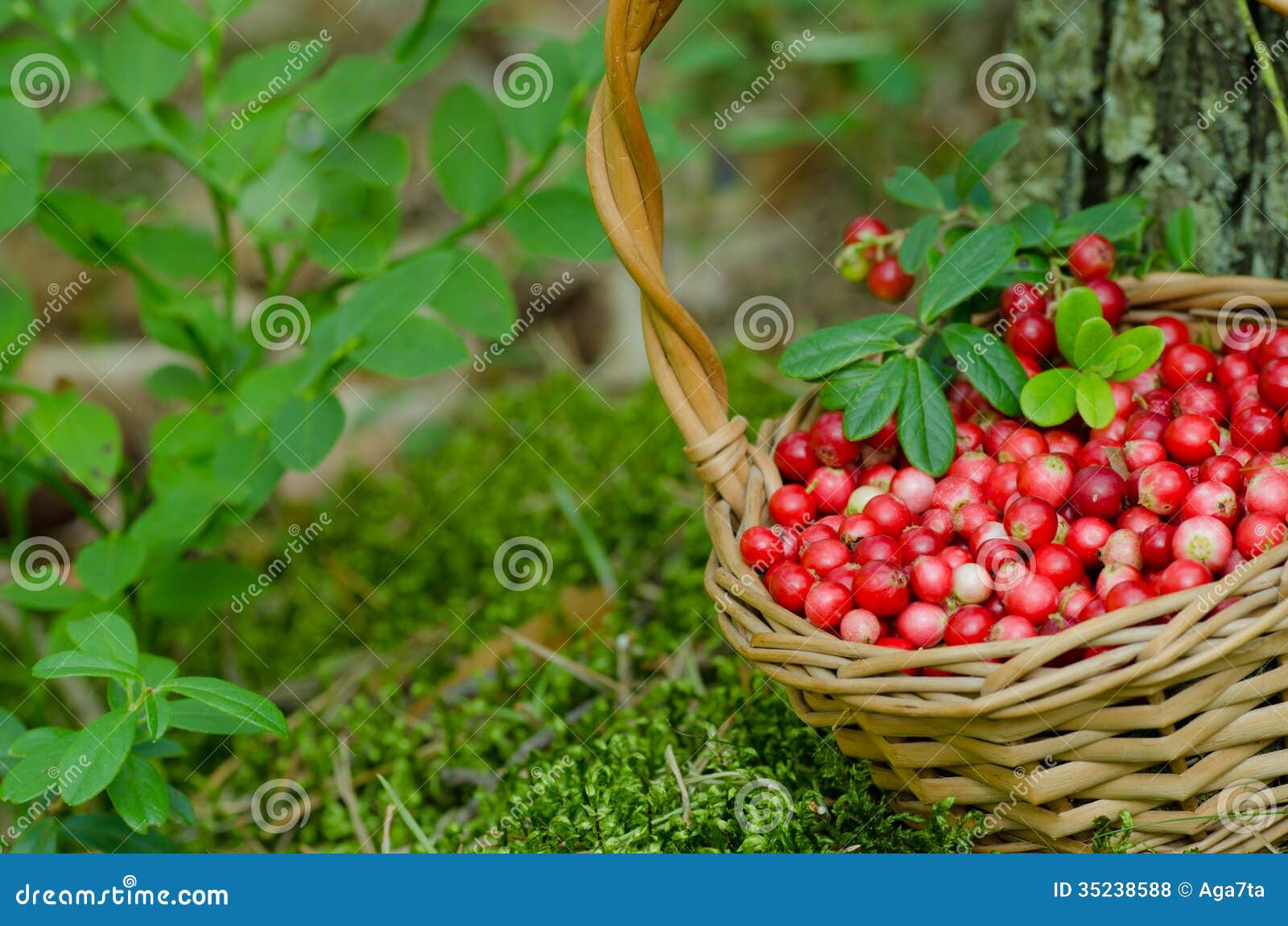 Fruits of Forest (berries) in Basket Stock Photo - Image of ripe, food ...