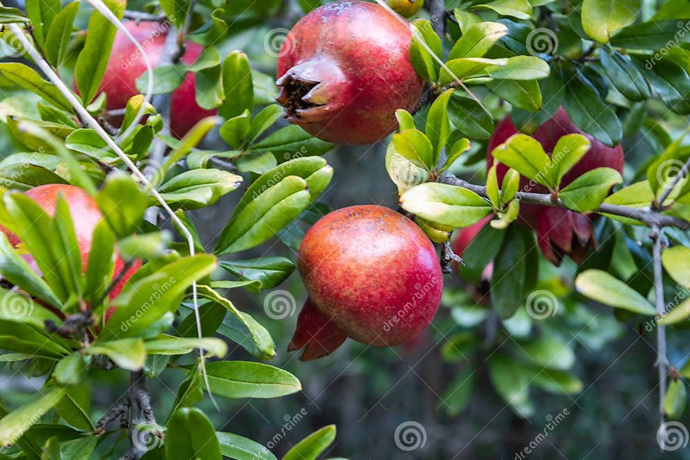 Fruits of the forest stock image. Image of season, delicious - 162807281